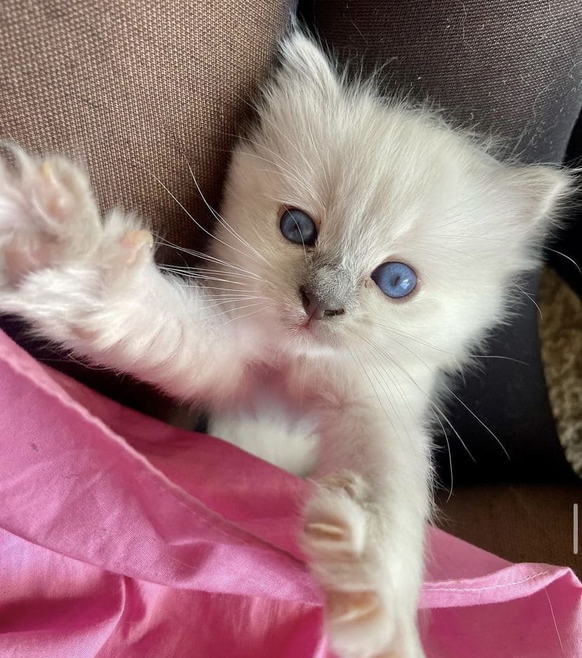 Ragdoll kitten available for adoption