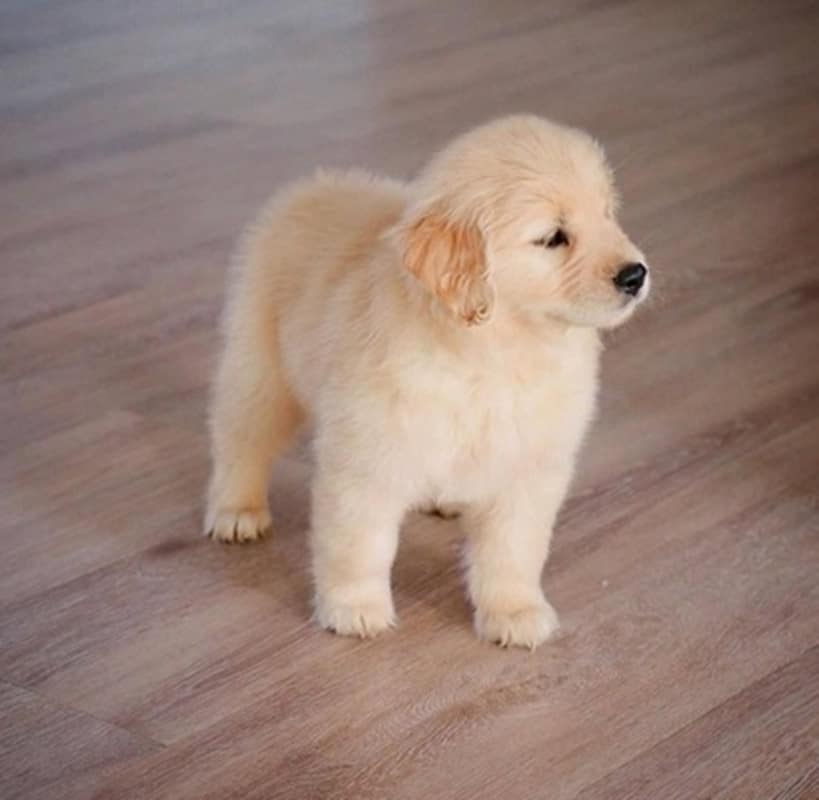 Beautiful Golden retriever pups