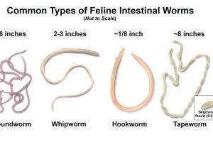 Identifying Dog Worms